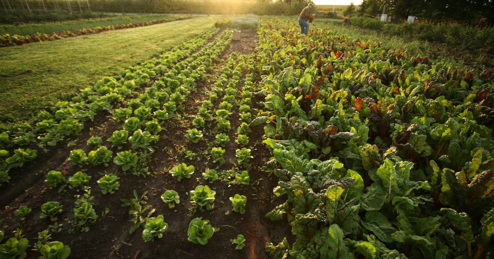 Love Your CSA? Then You Should Embrace Community-Supported Broadband.