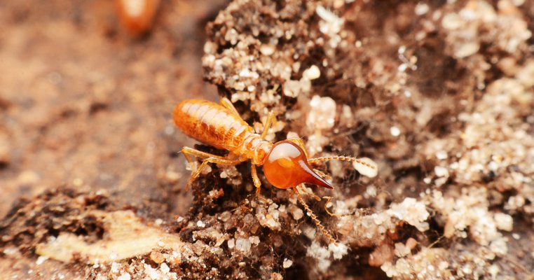 A Humble Insect, the Quest for Knowledge, and Our Unnatural Future