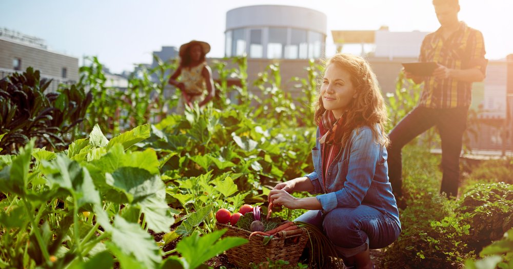 Growing Solutions to Food Insecurity on College Campuses